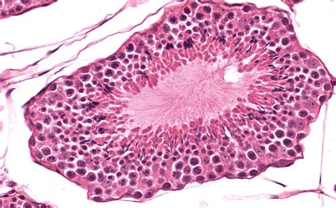 Testes Histology Reproductive System Male Diagram Quizlet