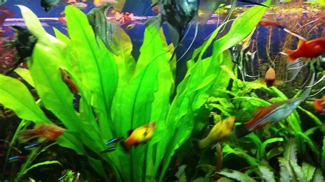 Akwarium roślinne ogólne wielogatunkowe 375l fish tank planted tank