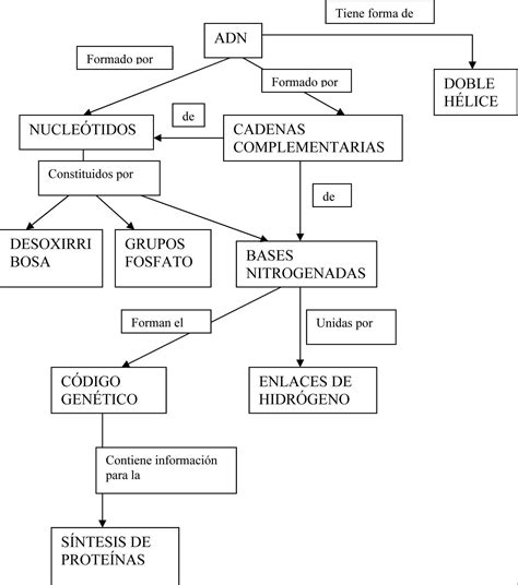 mapa conceptual de la composición del ADN Brainly lat