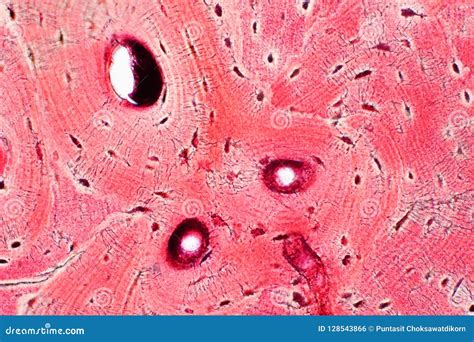 Histology Of Human Compact Bone Tissue Under Microscope View For Stock