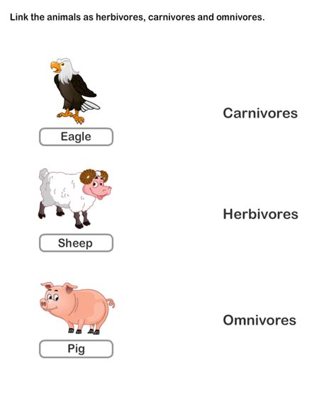 Food Chain And Food Web Worksheets Free Printable Worksheets