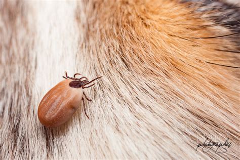 Nid De Tiques Dans La Maison Ventana Blog