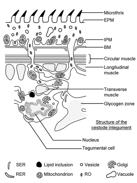 Tapeworm Diagram Strobila