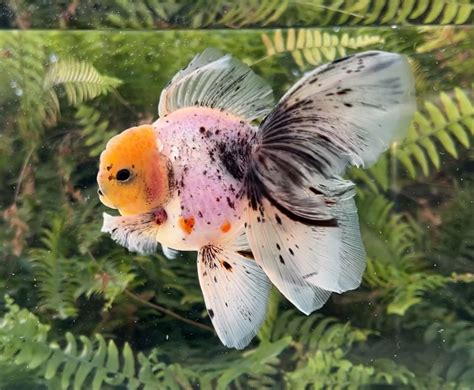 Tri Color Rosetail Oranda M 5 5 Free Shipping