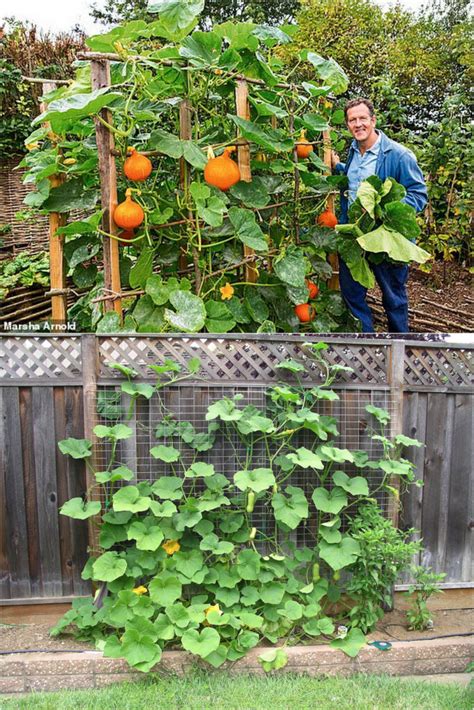 How To Grow Zucchini Vertically 25 Best Ideas A Piece Of Rainbow