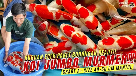 KOI JUMBO MURMER READY BOSKU GRADE A SIZE 40 60 CM ECER PAKET