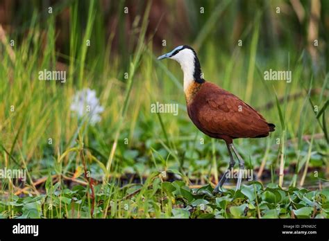 Jacana Africana Actophilornis Africanus MundiAves