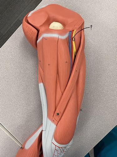 Le Gross Practical Nerves Vessels Flashcards Quizlet