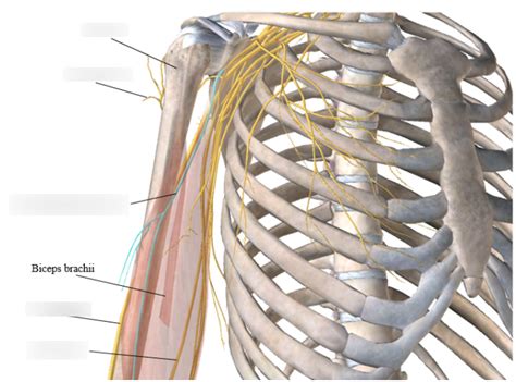 Anterior View Upper Arm Nerves Diagram Diagram Quizlet