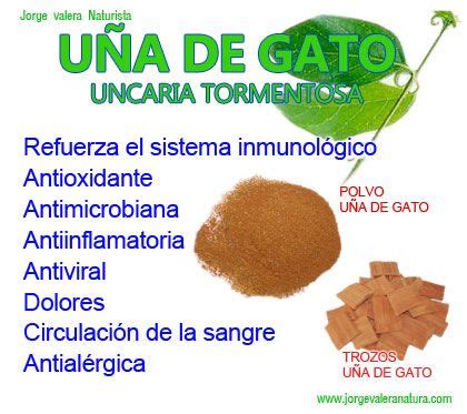 uña de gato propiedades naturales Plantas medicinales Hierbas