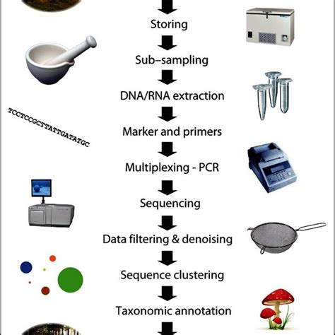 order the steps in high throughput sequencing