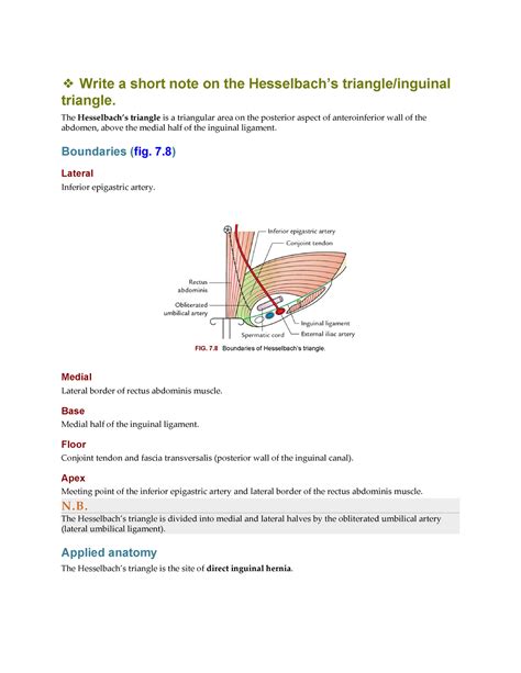 Selective Anatomy Vol 2 17 Write A Short Note On The Hesselbachs