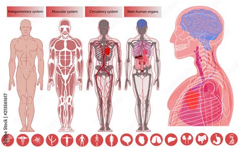 Human Body Anatomy Medical Education Nervous And Skeletal Systems