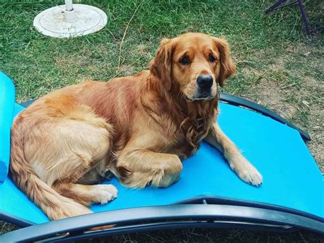 Mâle Golden Retriever disponible pour saillie Petite Annonce chien