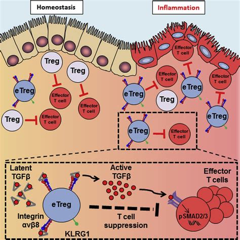 Integrin αvβ8 Mediated TGF β Activation by Effector Regulatory T Cells