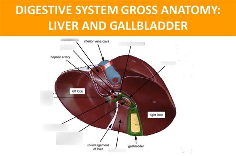 Digestive System Gross Anatomy Liver And Gallbladder Diagram Quizlet