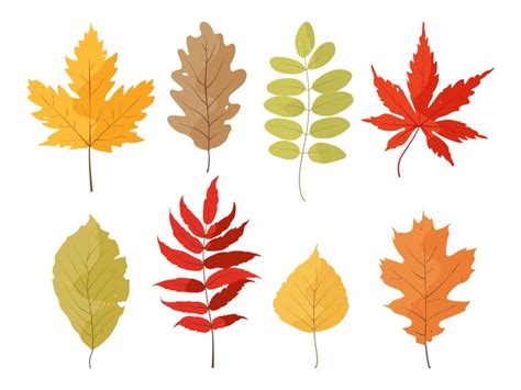 Hojas caídas de otoño aisladas sobre fondo blanco juego de hojas de