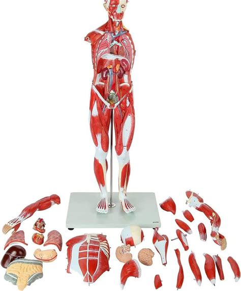 Uigjiog Life Size Muscular Figure Cm Human Muscle Model Removable