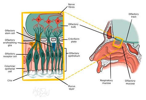 Olfactory Cells Diagram