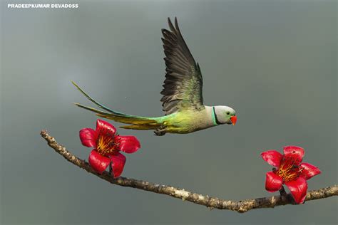 Malabar Blue Winged Parakeet Male Malabar Blue Winge Flickr