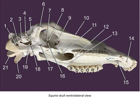 Exam Equine Skull Ventrolateral View Diagram Quizlet