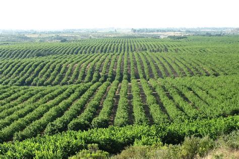 Sostenibilidad de los sistemas alimentarios Cambio Climático y salud