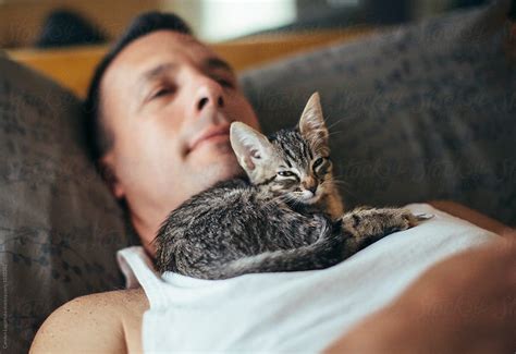 Adorable Tabby Kitten Curled Up In Her Father S Neck Del Colaborador