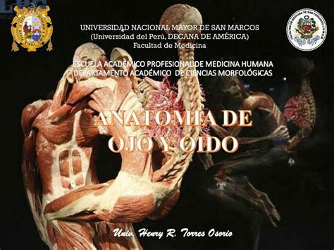 ANATOMÍA DE OJO Y OIDO Un poco de cursos uDocz