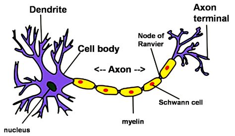 Multipolar Neuron Diagram