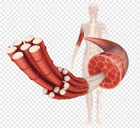 Músculo esquelético sistema muscular miocito cuerpo humano esqueleto