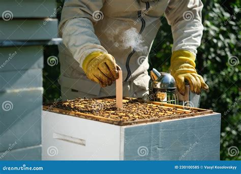 How To Treat Bees From Varroa Mite The Beekeeper Treats The Bees Of