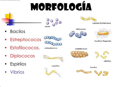Microbiología e higiene de los alimentos 2º Dietética Clasificación de