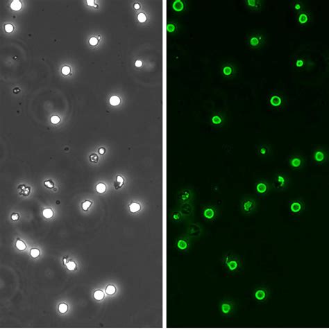 HHSC Primary Human Hematopoietic Stem Cells CD34 Projenitors