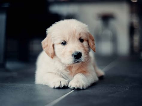 Comment Bien Choisir Le Nom De Son Chien
