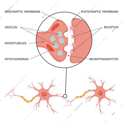 Neuroscience Brain Synapse Flat Infographics With Diagram Scheme Of