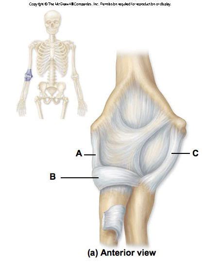 Identify Elbow Joint Anterior Diagram Quizlet