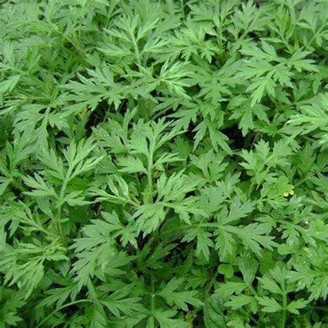 200 Artemisia annua samen beifuß samen gemüse winterharte pflanzen saat