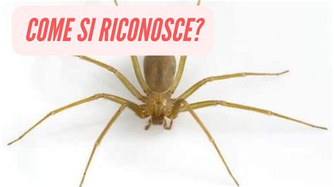 Come Riconoscere Il Ragno Violino Youtube
