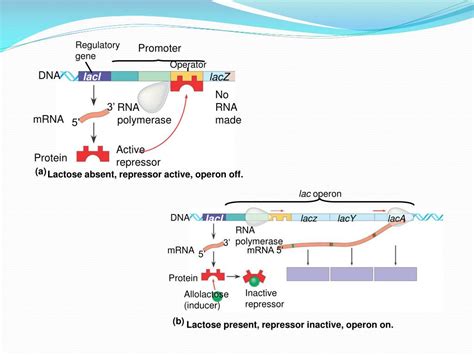 PPT Gene Expression Regulation The Lac Operon PowerPoint