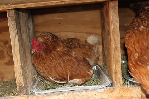Busy Laying Eggs