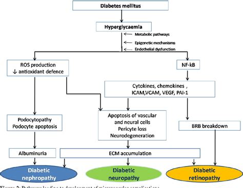 Pdf Molecular Mechanisms Underlying Microvascular Complications In