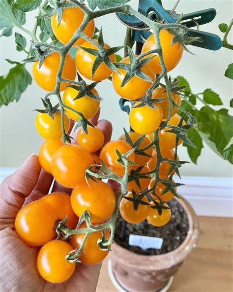 35 Creative Container Vegetable Garden Ideas A Piece Of Rainbow