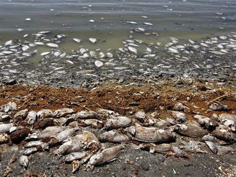 La Marea Roja Deja Miles De Peces Muertos En Las Costas De Florida El