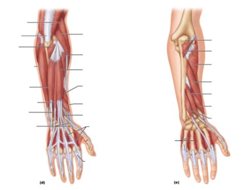 LAB Practical 12 Diagram Quizlet