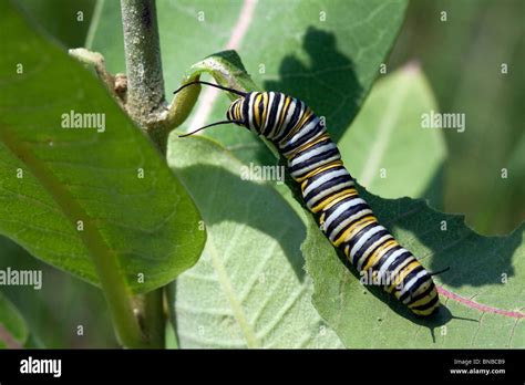 Monarch Butterfly Caterpillar Danaus Plexippus Feeding On Common