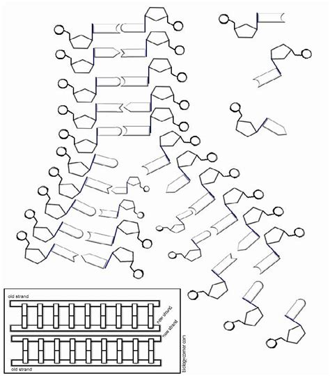 Dna Replication Labeling Worksheets