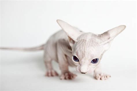 Naked Kittens 20 Pics