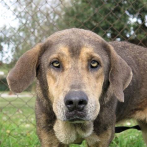 Mastin Luna Sucht Ein Zuhause SALVA Hundehilfe E V