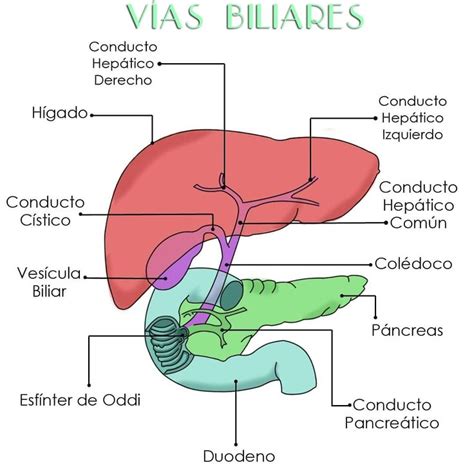 La vías biliares se encargan de llevar la bilis generada por el hígado