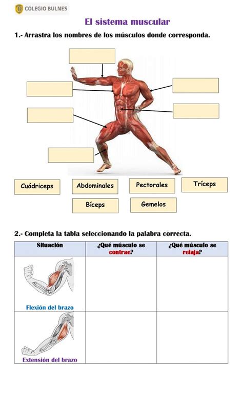 The Muscles Are Labeled In Spanish And English